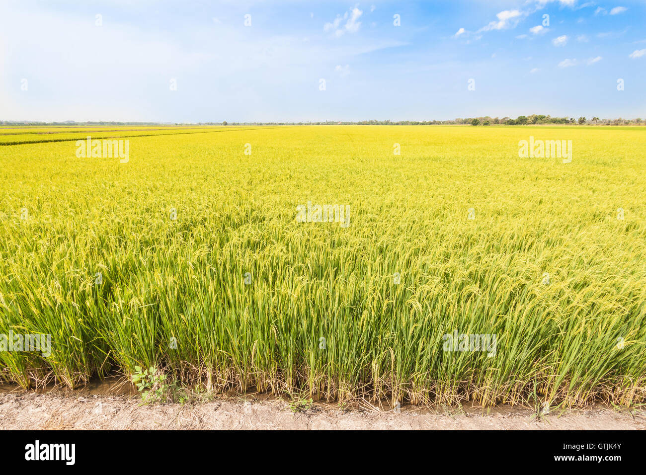 Green rice fields Stock Photo - Alamy