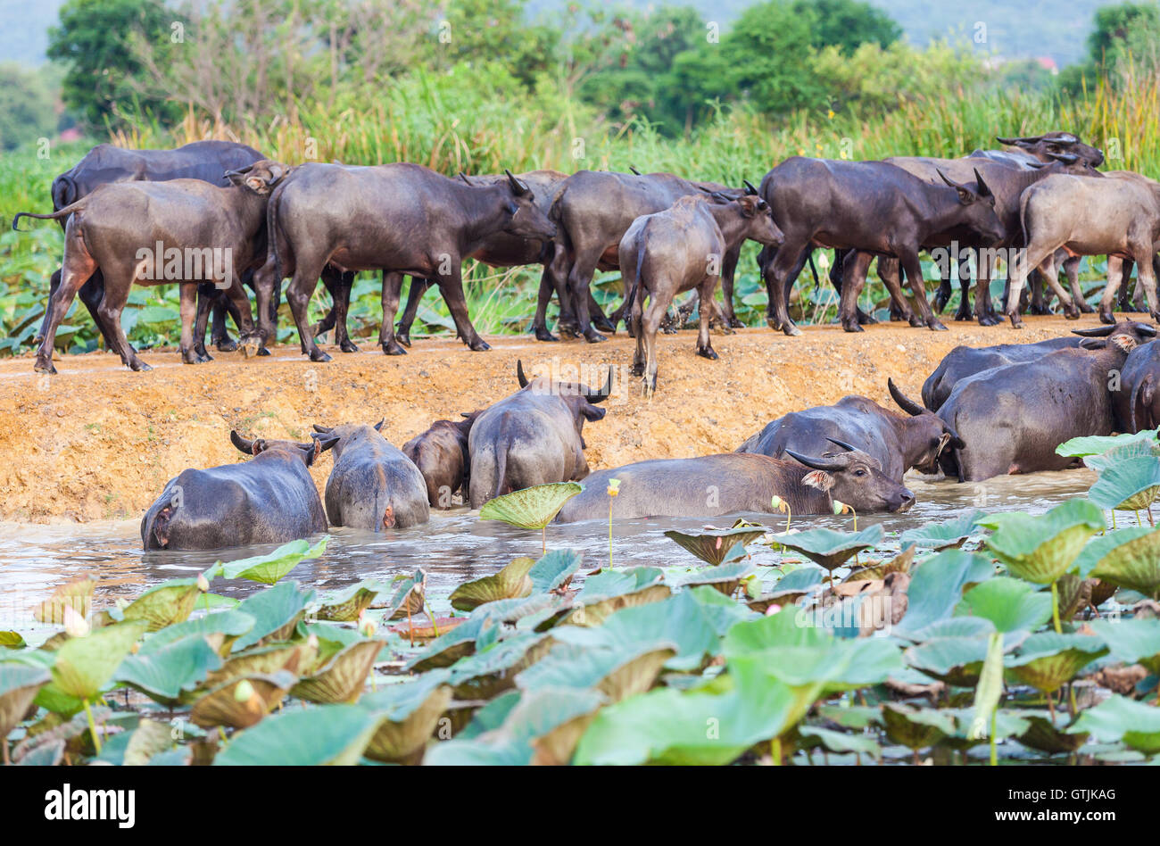 buffalo in the river Stock Photo - Alamy