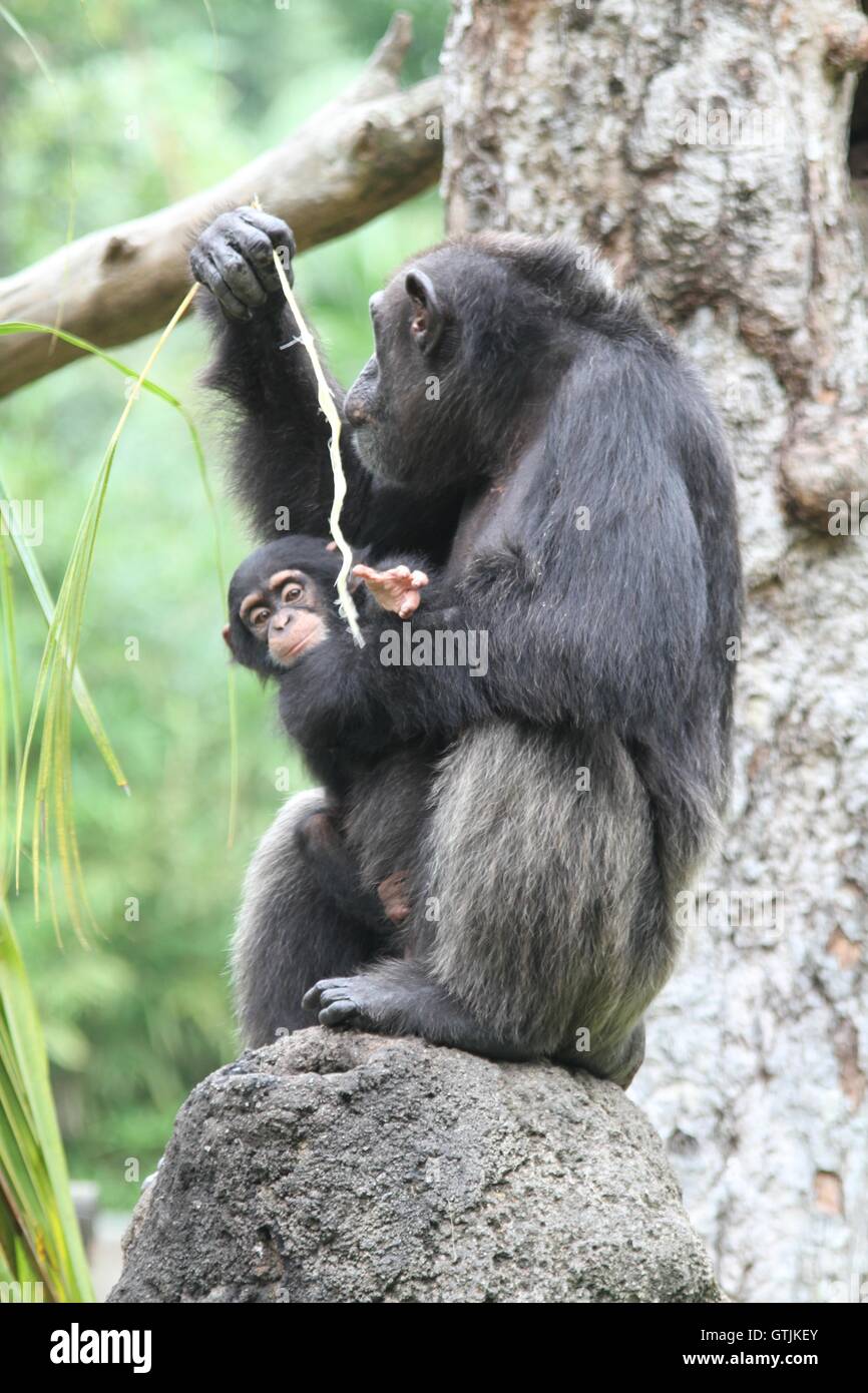 Chimp baby rope hi-res stock photography and images - Alamy