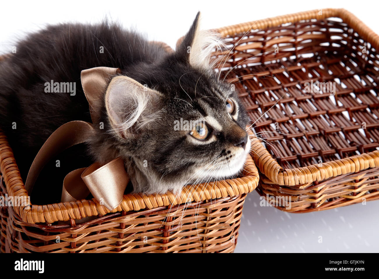 Cat with a bow hi-res stock photography and images - Alamy