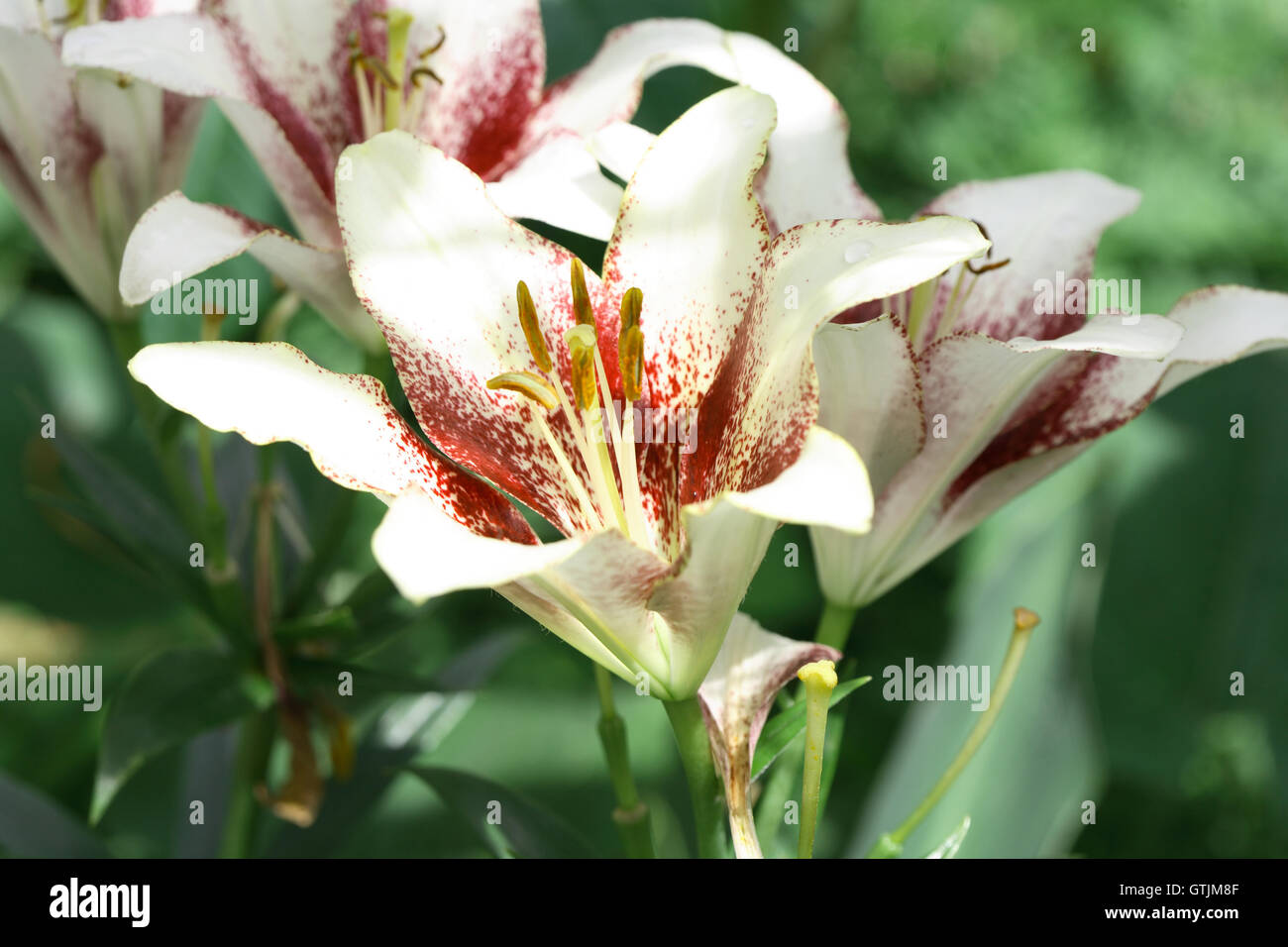 Blossoming lily hi-res stock photography and images - Alamy