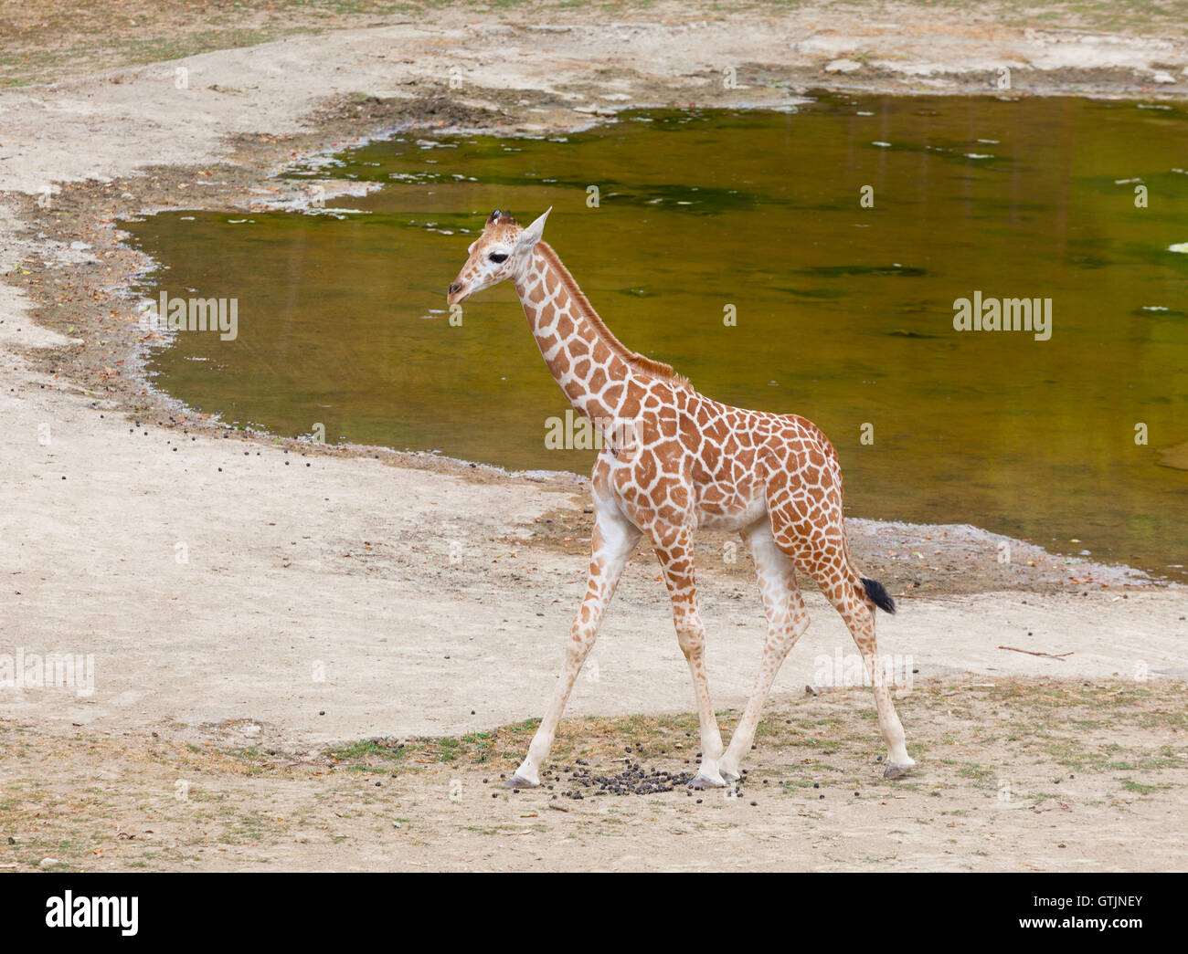 Africa giraffe colorful hi-res stock photography and images - Alamy