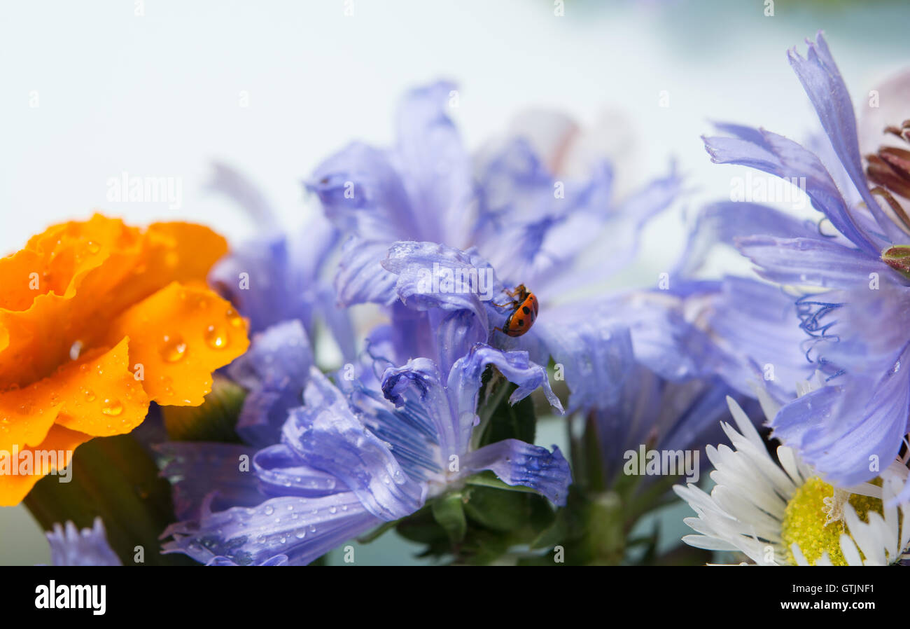 beautiful fresh field flowers with ladybug Stock Photo - Alamy