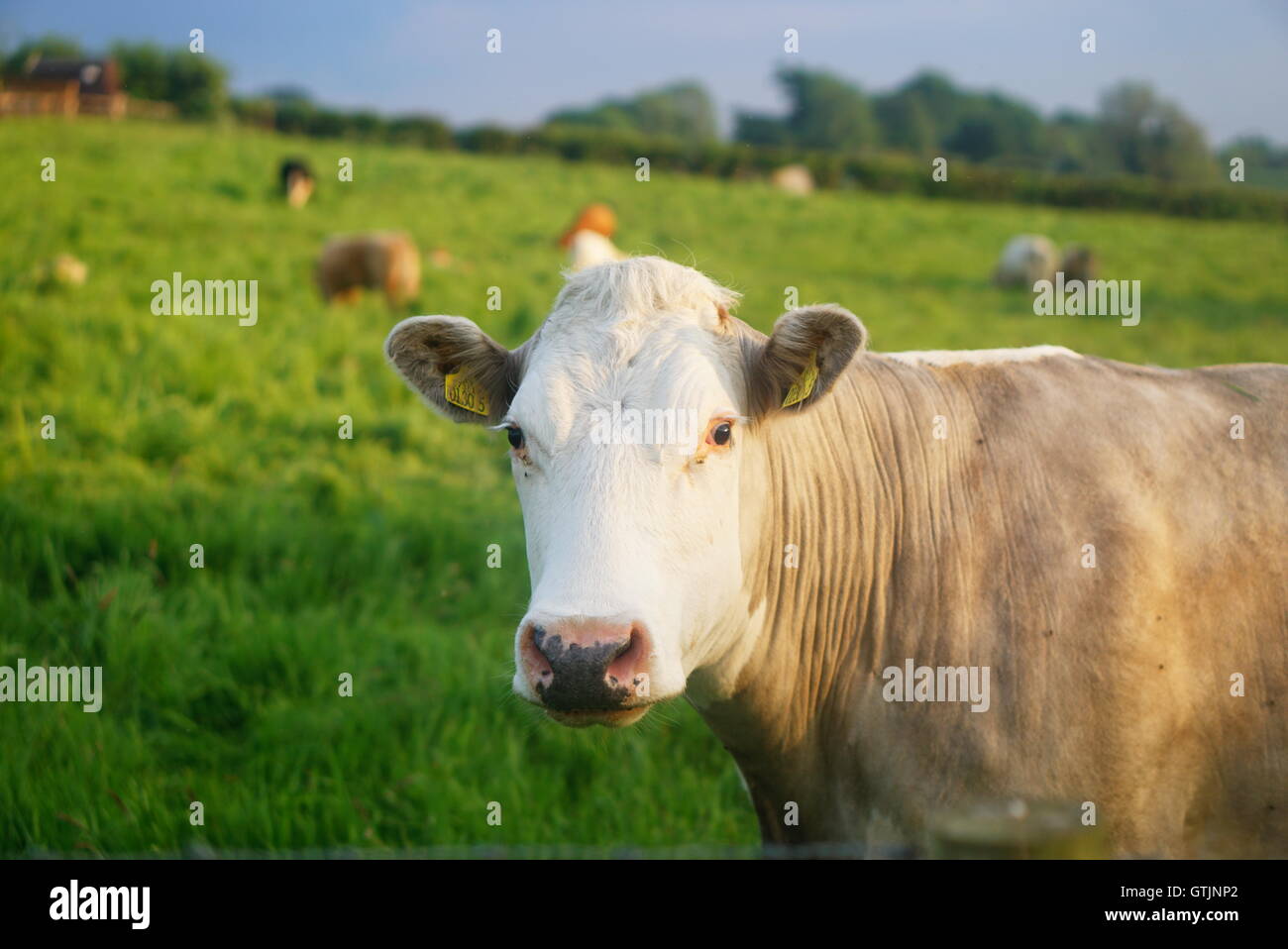 Irish beef cow on a sunny day in rural Co.Armagh, Northern Ireland ...