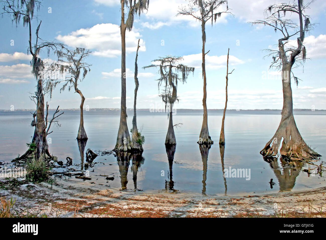 Lake water sand trees hi-res stock photography and images - Alamy