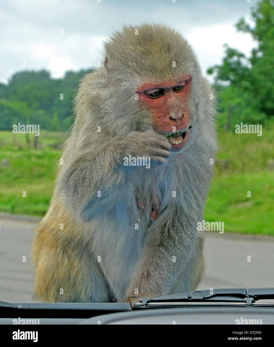 A Monkey trying to eat a stick Stock Photo - Alamy