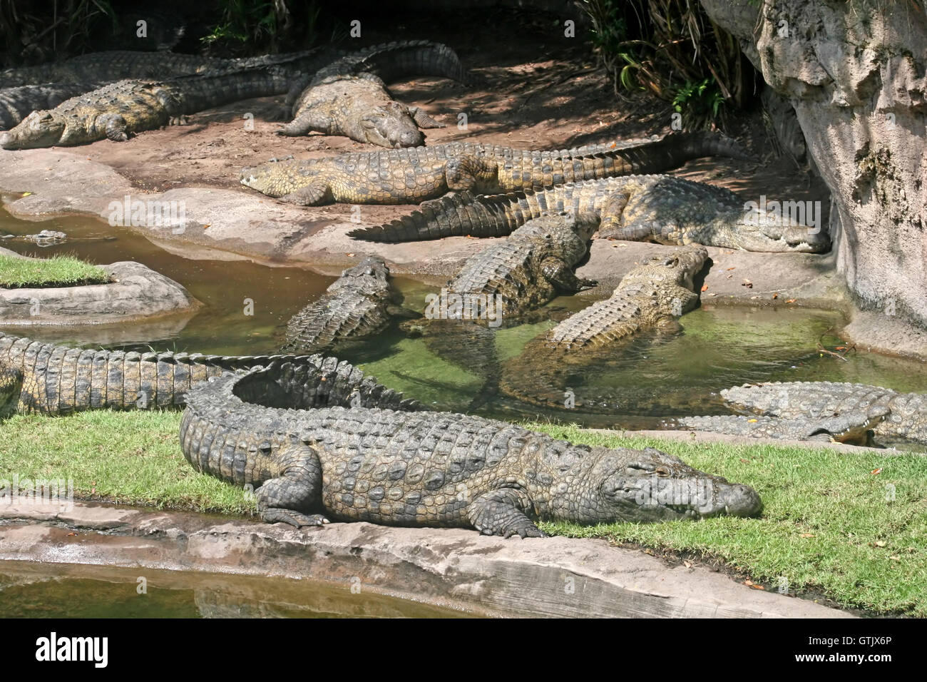 A lot of alligators laying around in water and on grass Stock Photo - Alamy