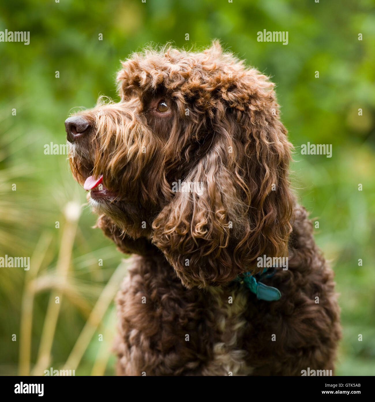 Brown Cockapoo High Resolution Stock Photography and Images - Alamy
