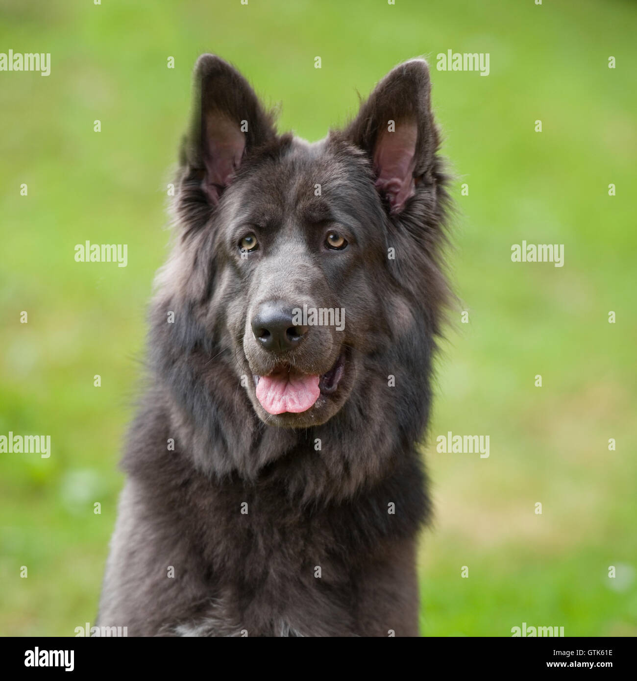 blue german shepherd dog, Alsatian Stock Photo - Alamy