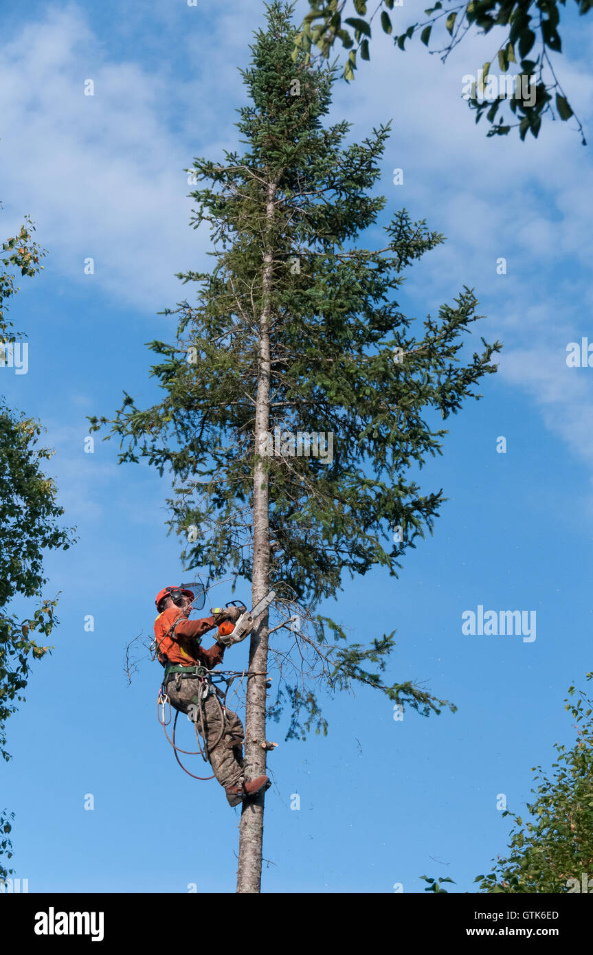 Professional lumberjack cutting tree on the top with a chainsaw in ...