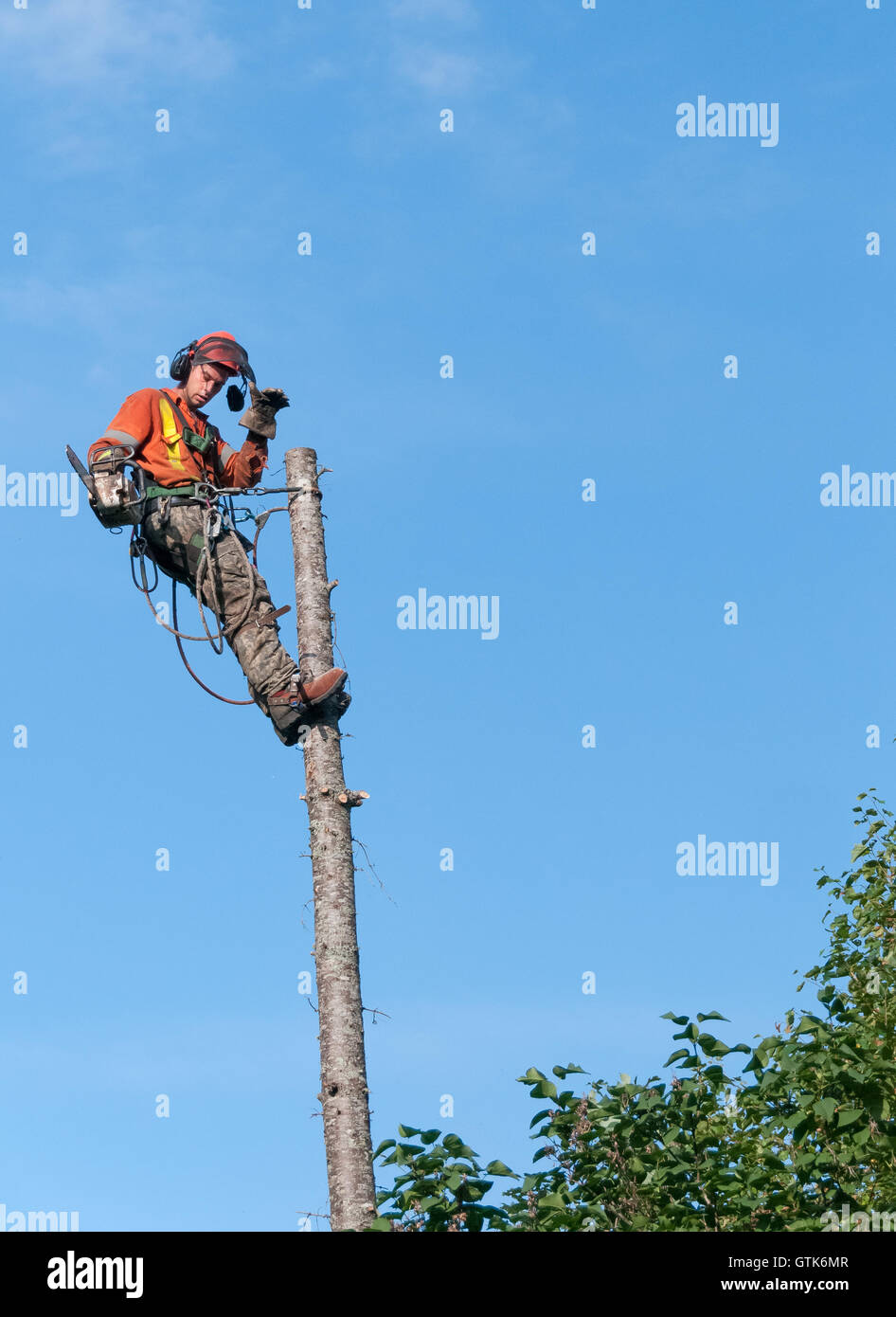 Professional lumberjack cutting tree on the top with a chainsaw in ...