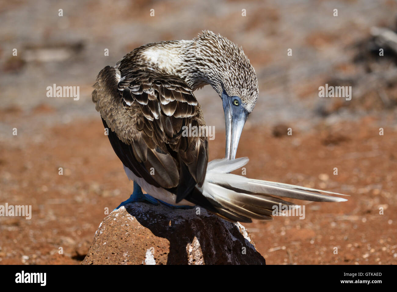 The Blue-footed booby is a tropical seabird with bright blue webbed ...