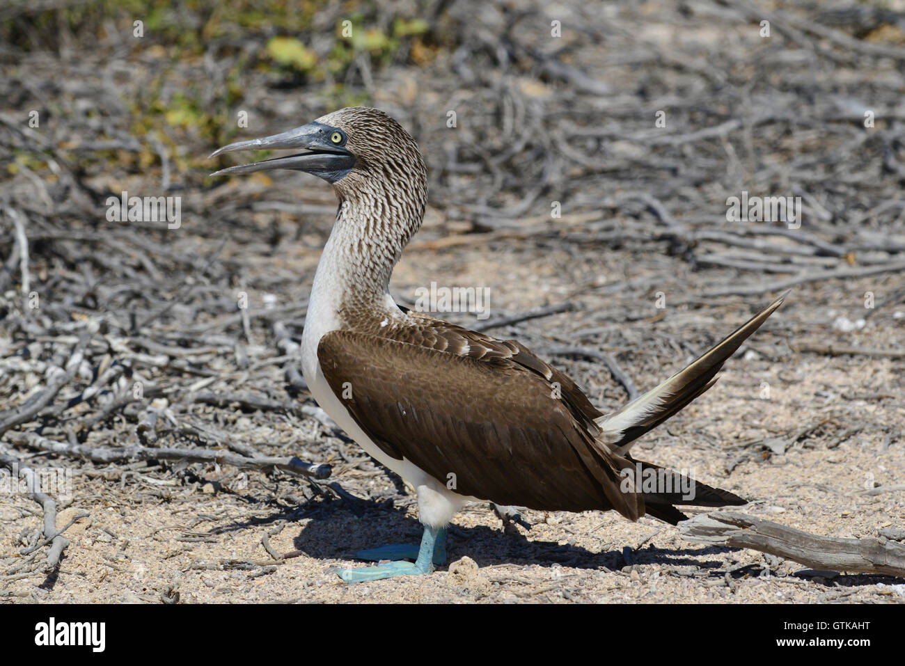 The Blue-footed booby is a tropical seabird with bright blue webbed ...