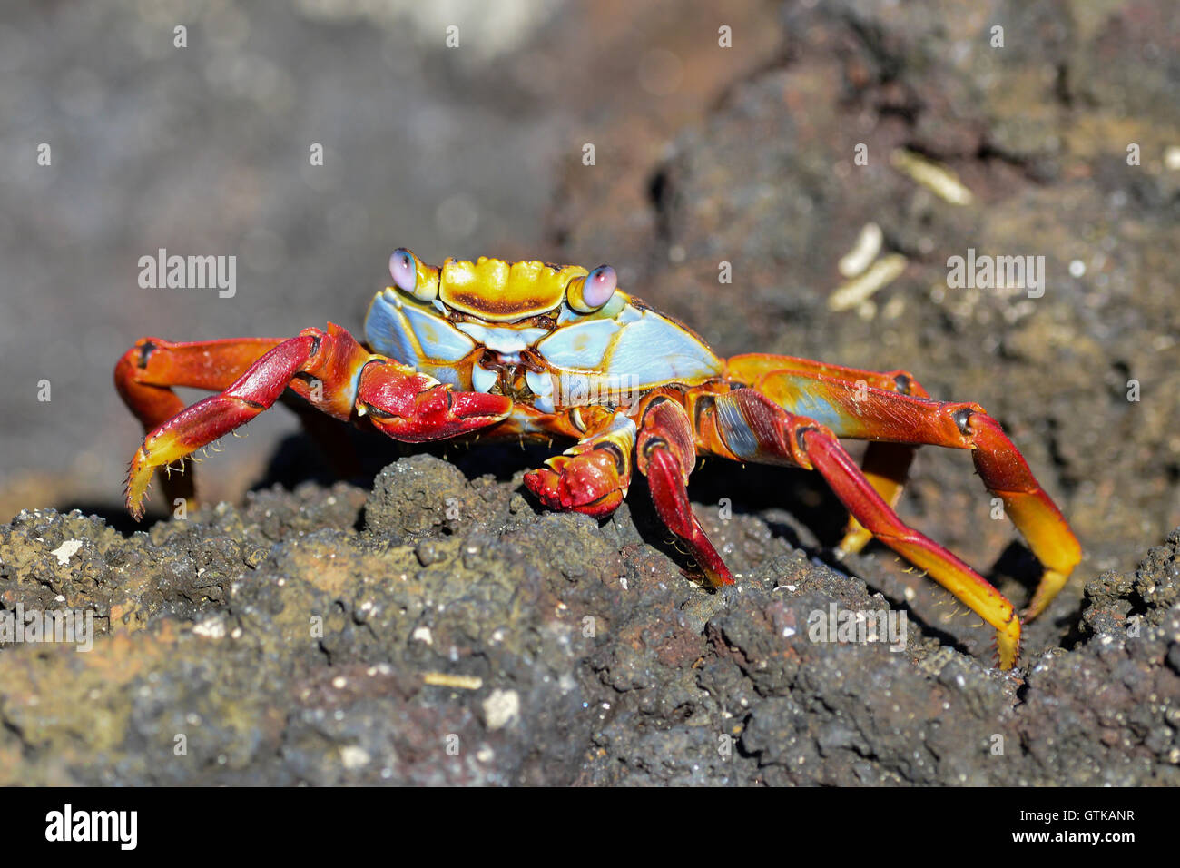 Coastal scavenger hi-res stock photography and images - Alamy