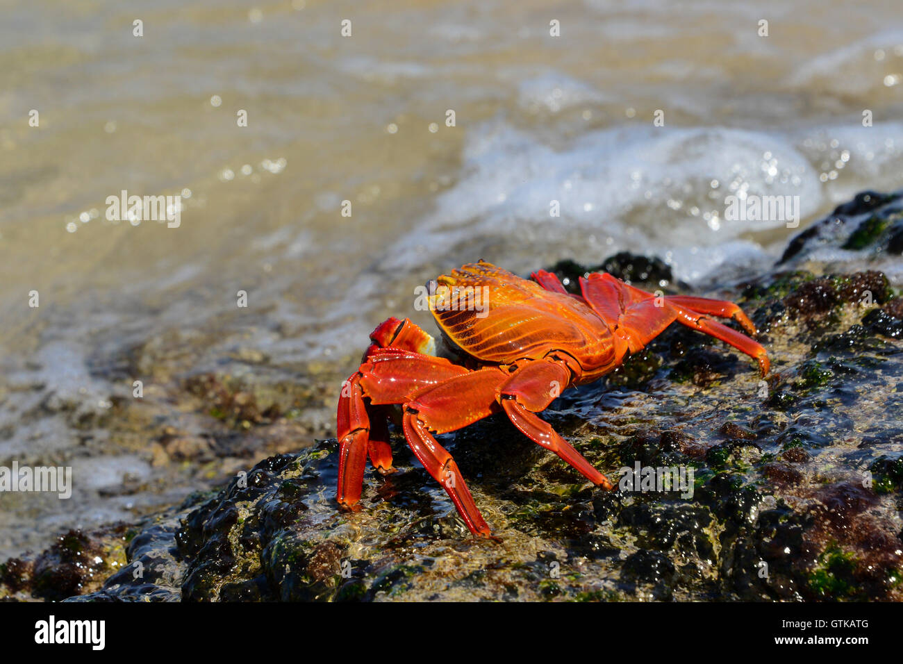 Coastal scavenger hi-res stock photography and images - Alamy