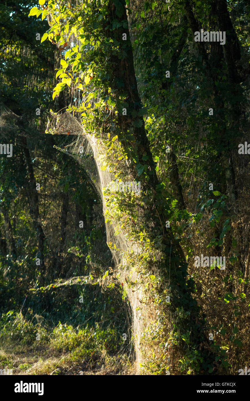 Buxus caterpillar webs hi-res stock photography and images - Alamy