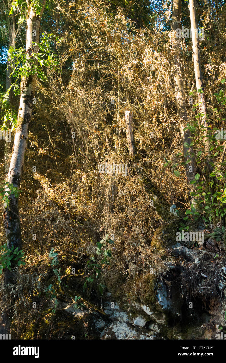 Webbing moth hi-res stock photography and images - Alamy