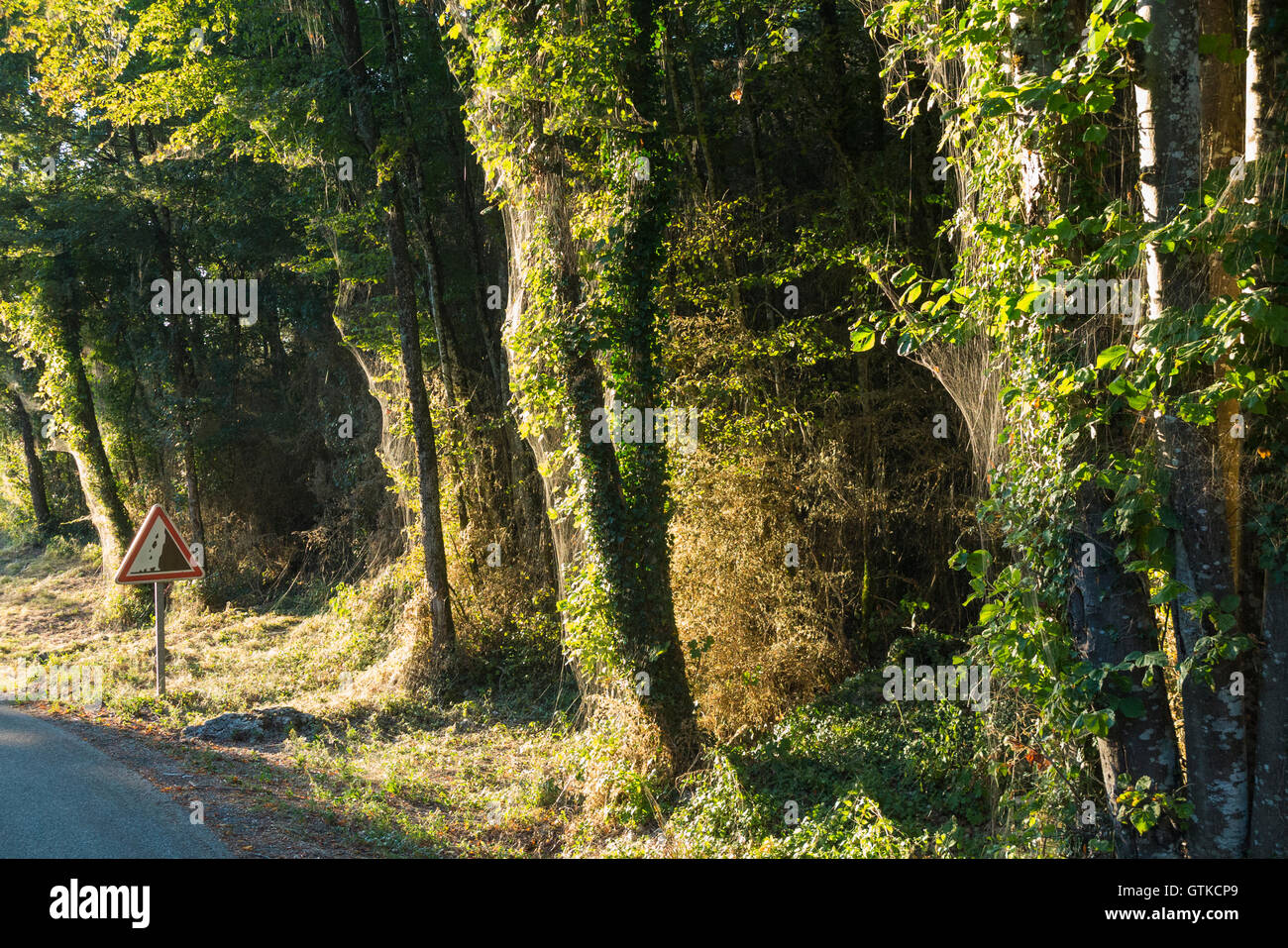 Silk web / webbing / webs of caterpillar of the Box tree moth, Cydalima ...