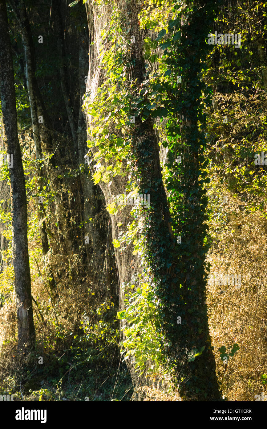 Silk web / webbing / webs of caterpillar of the Box tree moth, Cydalima ...