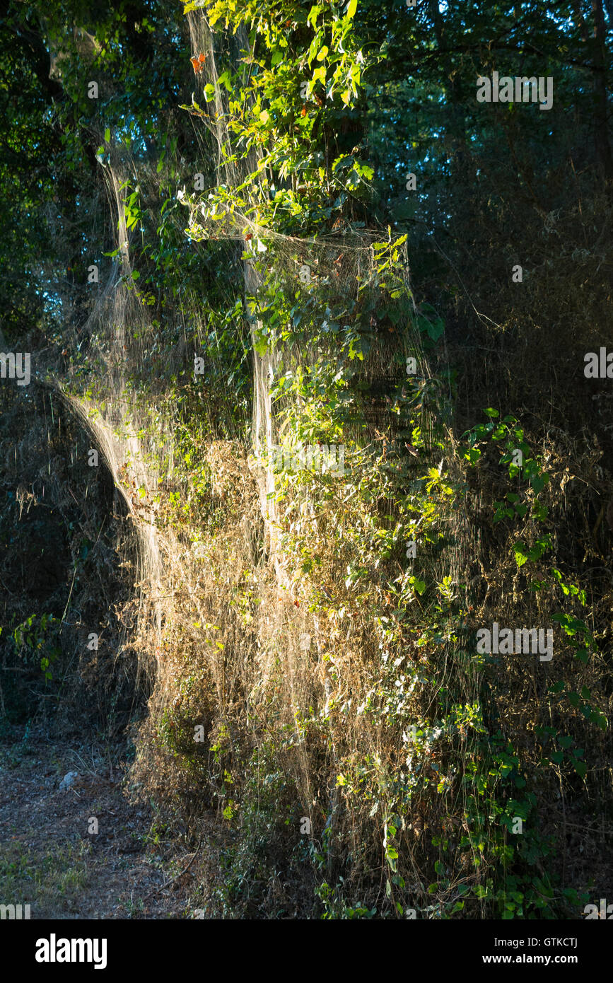 Silk web / webbing / webs of caterpillar of the Box tree moth, Cydalima ...