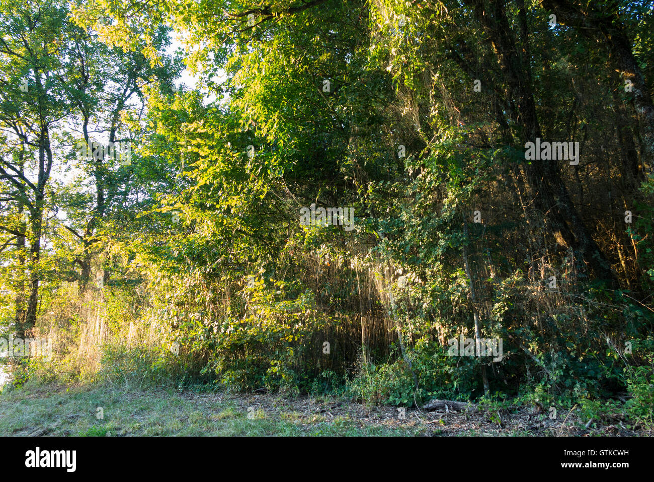 Silk web / webbing / webs of caterpillar of the Box tree moth, Cydalima ...
