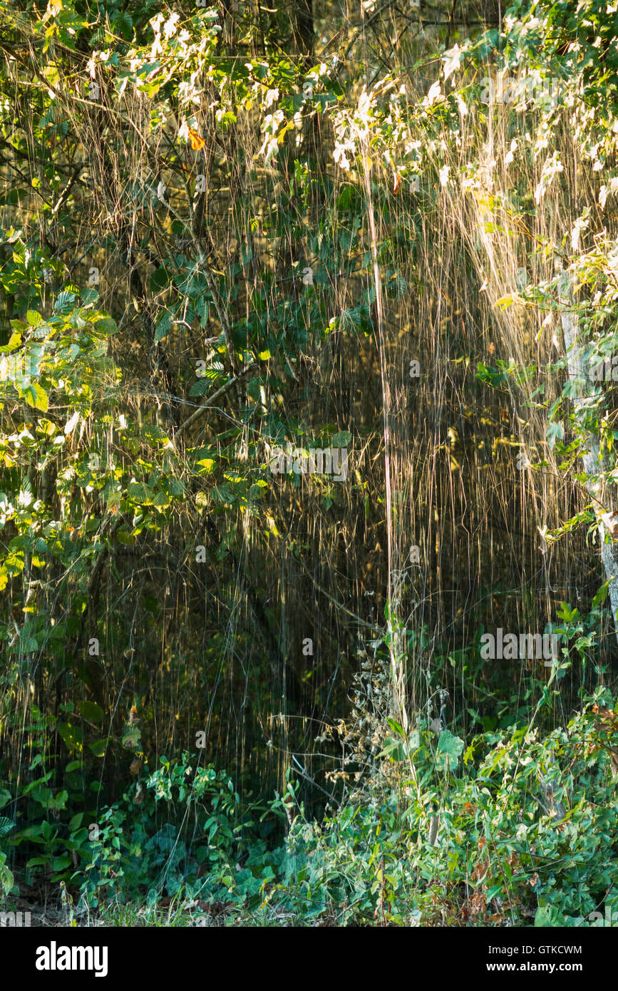 Silk web / webbing / webs of caterpillar of the Box tree moth, Cydalima ...