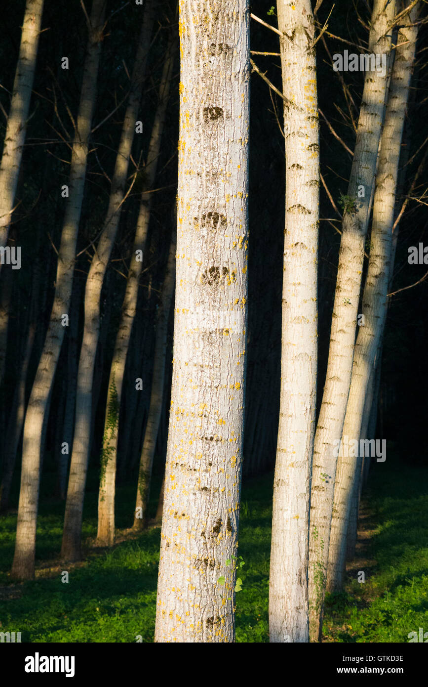 Poplar trees / tree trunks grown in neat rows and columns for forestry ...
