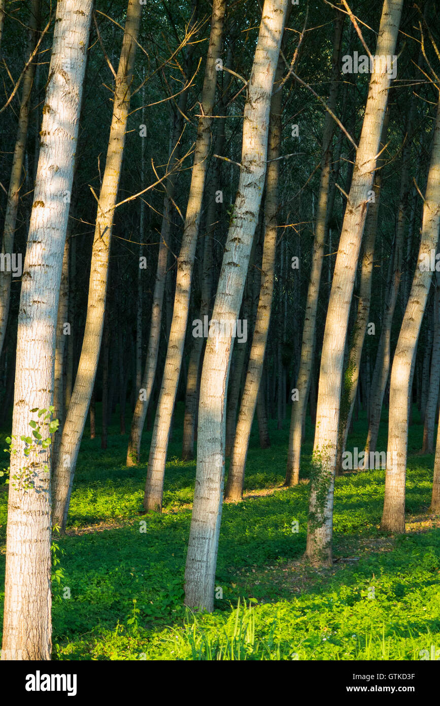 Poplar trees / tree trunks grown in neat rows and columns for forestry ...