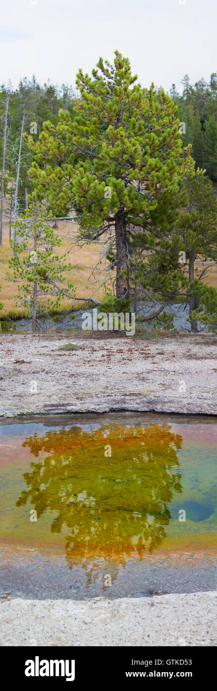 Yellowstone National Park hot water spring with beautiful colors and ...