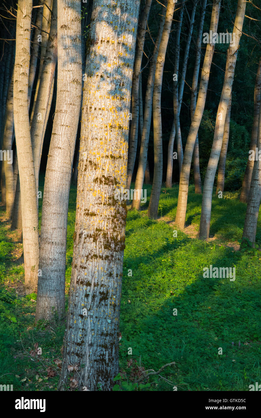 Poplar trees / tree trunks grown in neat rows and columns for forestry ...