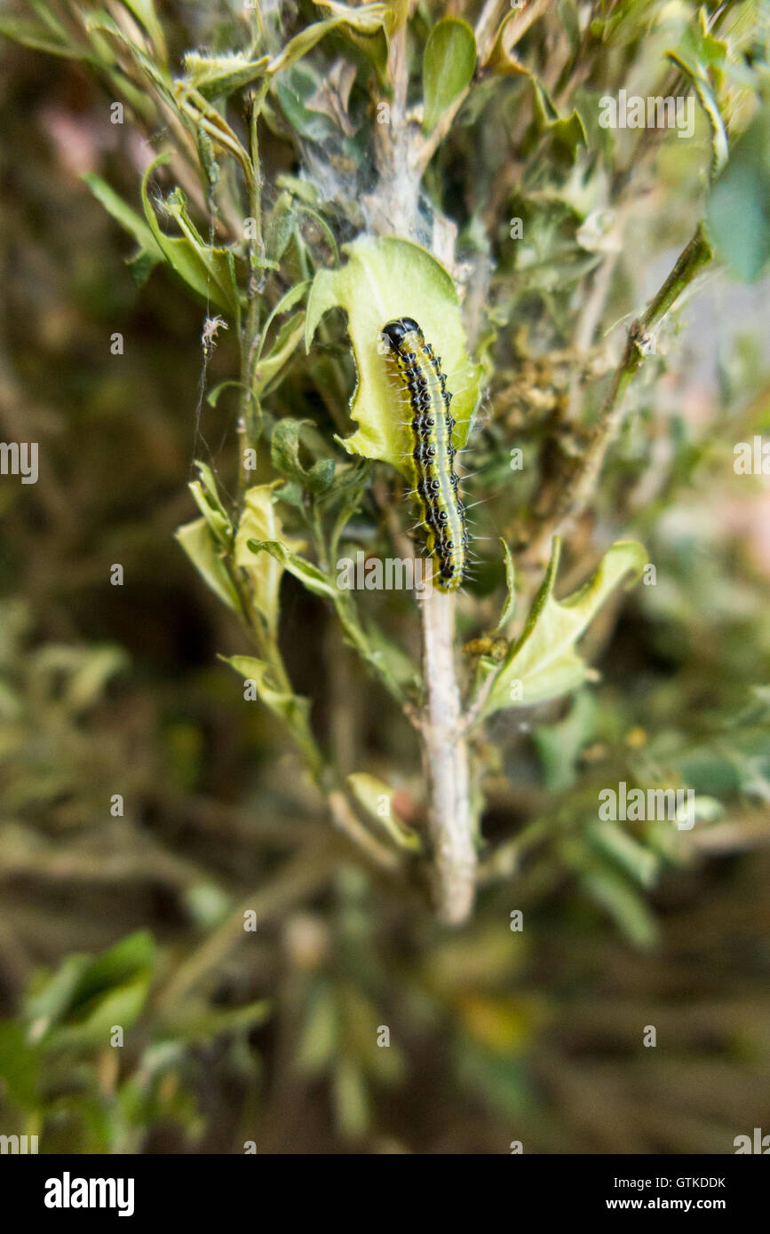 Box tree caterpillars uk hi-res stock photography and images - Alamy