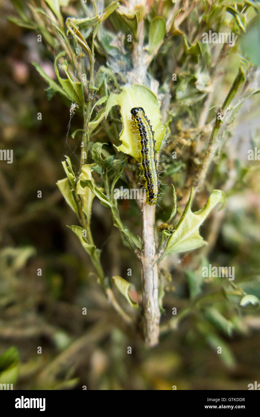 Caterpillar of the Box tree moth, Cydalima perspectalis, eating Box ...