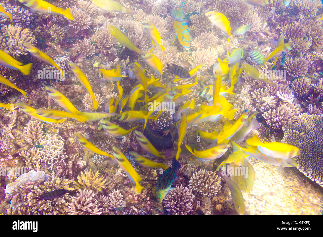 School Yellow Fish, Coral reef with soft and hard corals with exotic ...