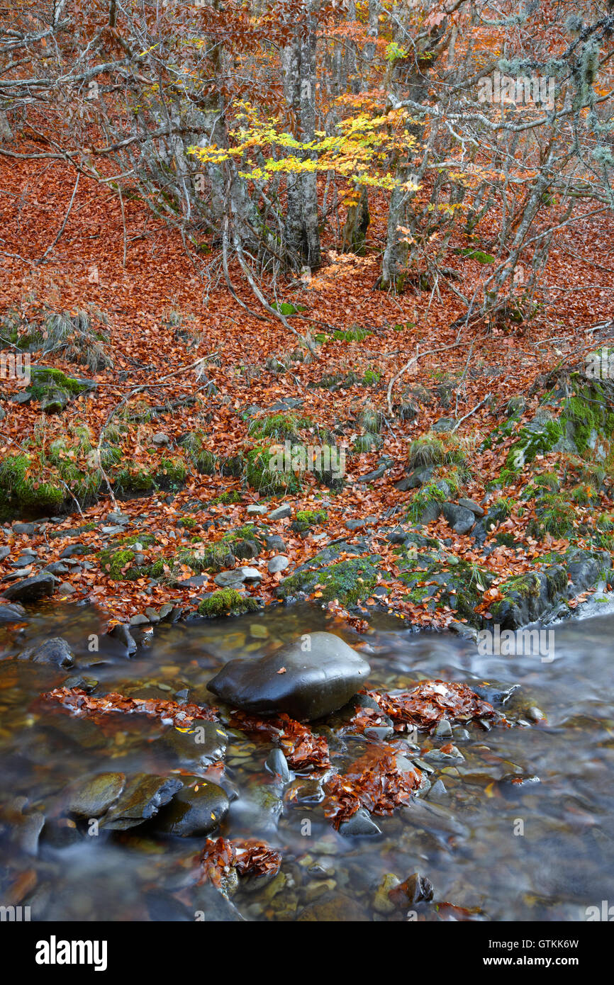 Beautiful trees in the forest in summer in spain hi-res stock ...