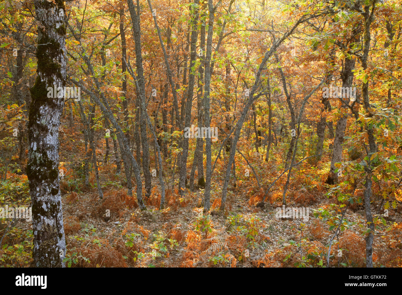 Beautiful trees in the forest in summer in spain hi-res stock ...