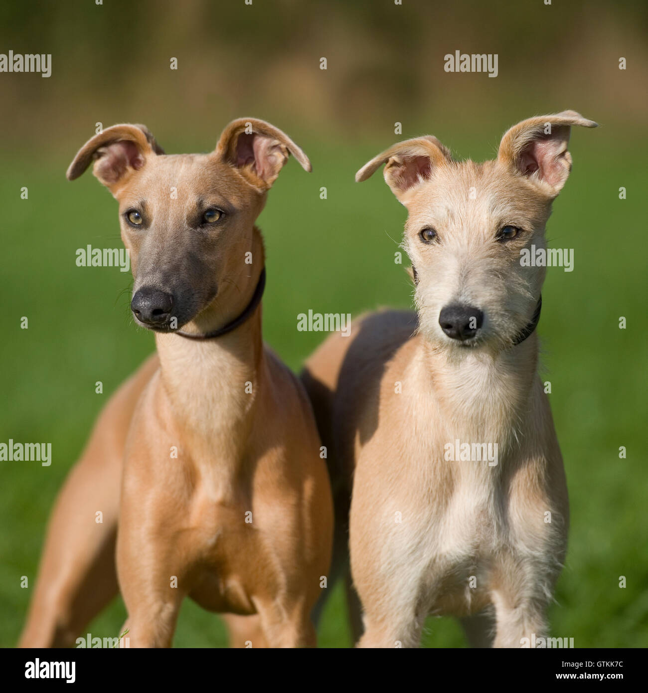 two lurcher puppies Stock Photo - Alamy