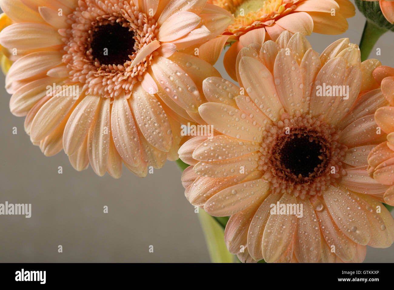 Gerbera closeup on pastel background, flowers Stock Photo - Alamy