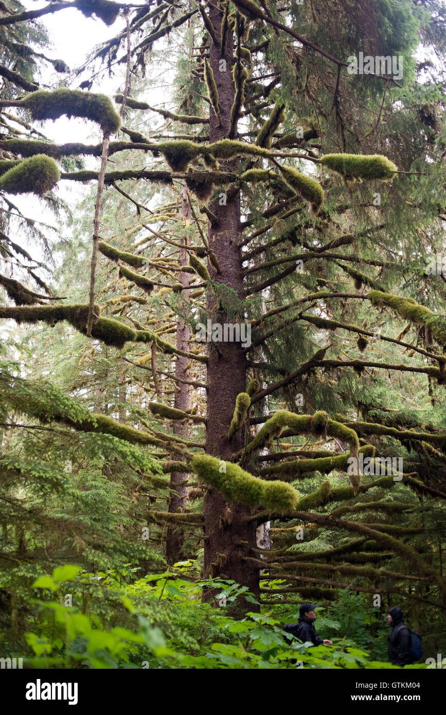 Landscape with big trees in Scenery Cove, Thomas Bay, Petersburg ...