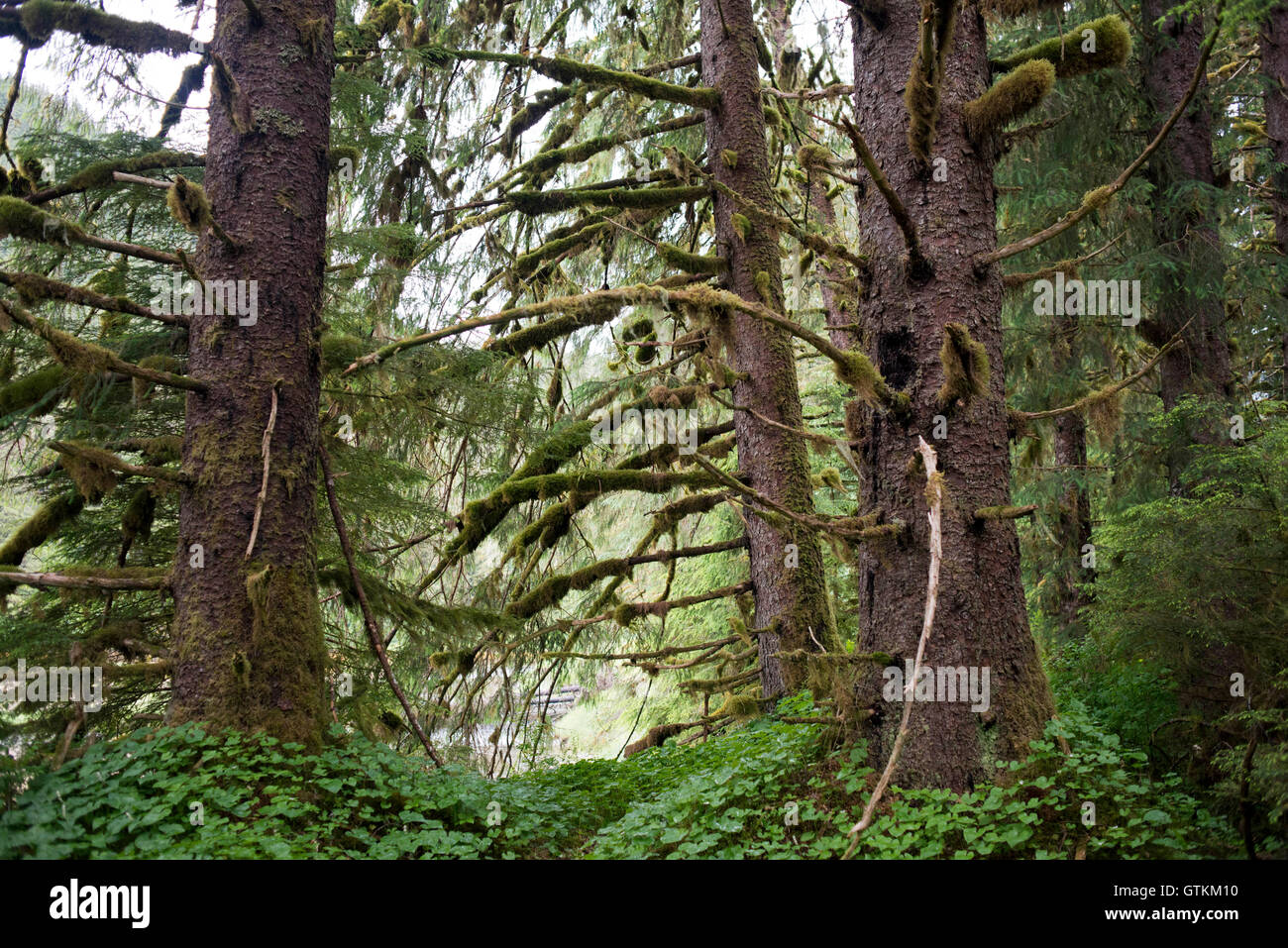 Landscape with big trees in Scenery Cove, Thomas Bay, Petersburg ...