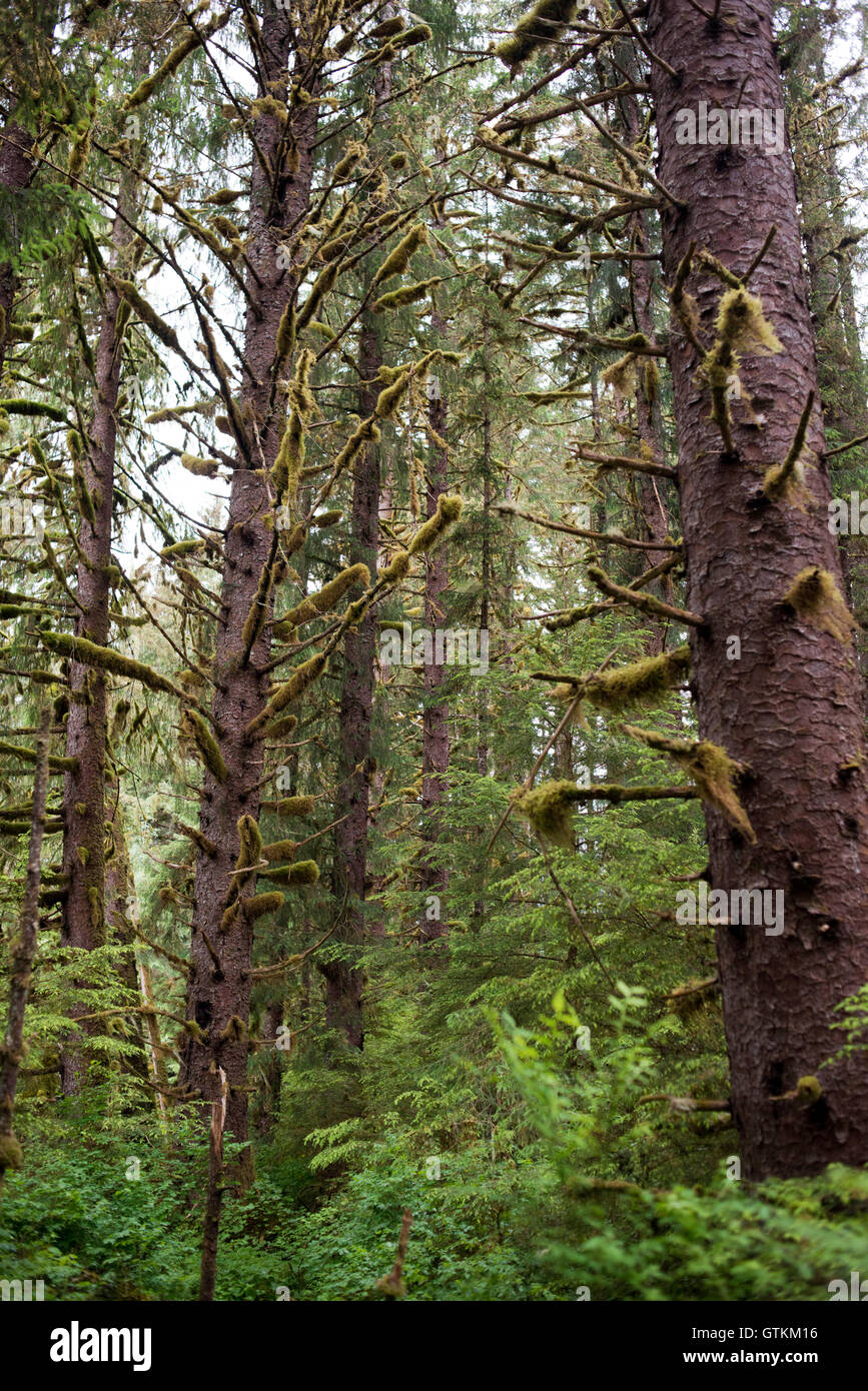 Landscape with big trees in Scenery Cove, Thomas Bay, Petersburg ...