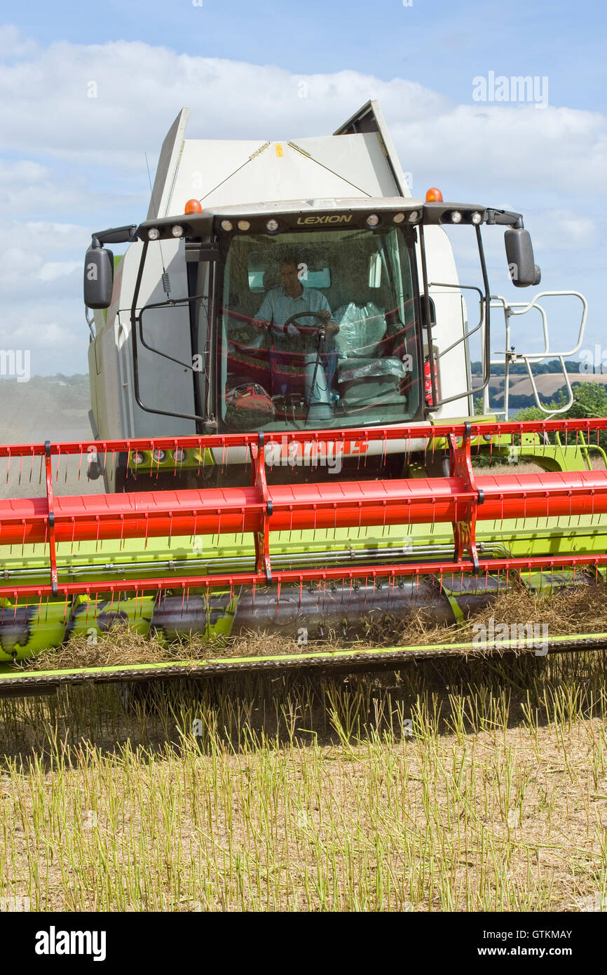 working combine harvester Stock Photo - Alamy