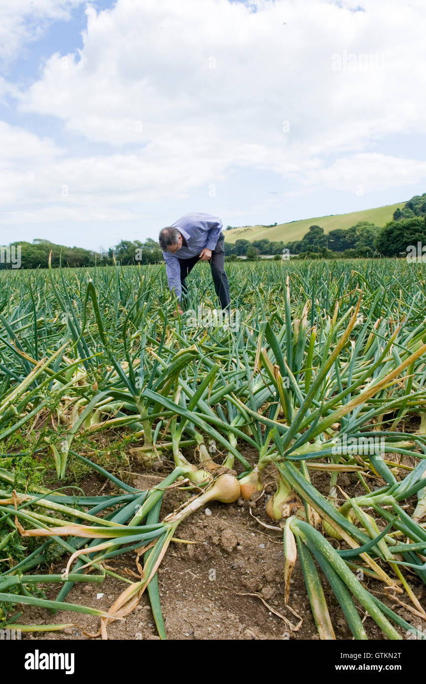Onion field farm in hi-res stock photography and images - Alamy