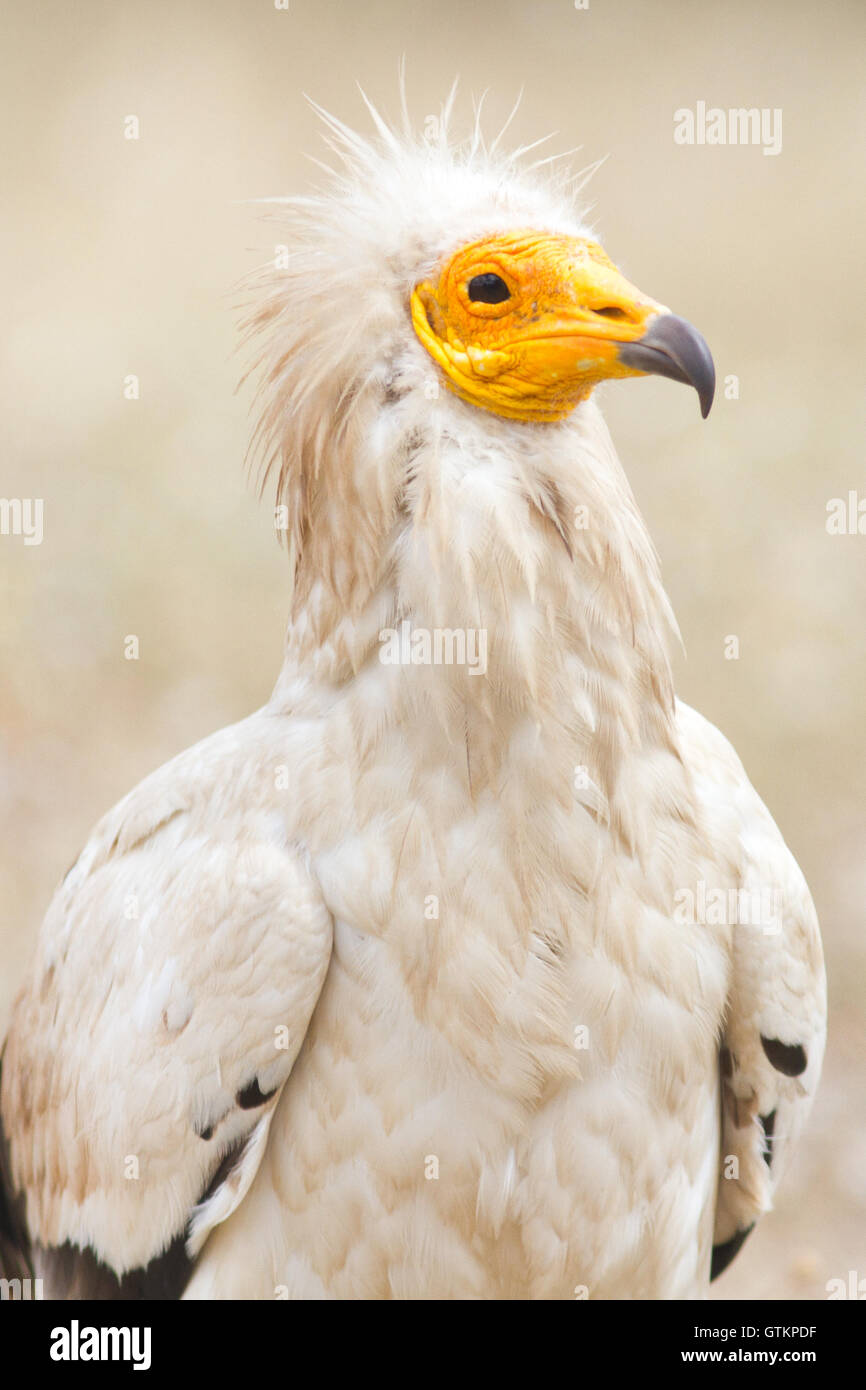 The Egyptian vulture (Neophron percnopterus Stock Photo - Alamy