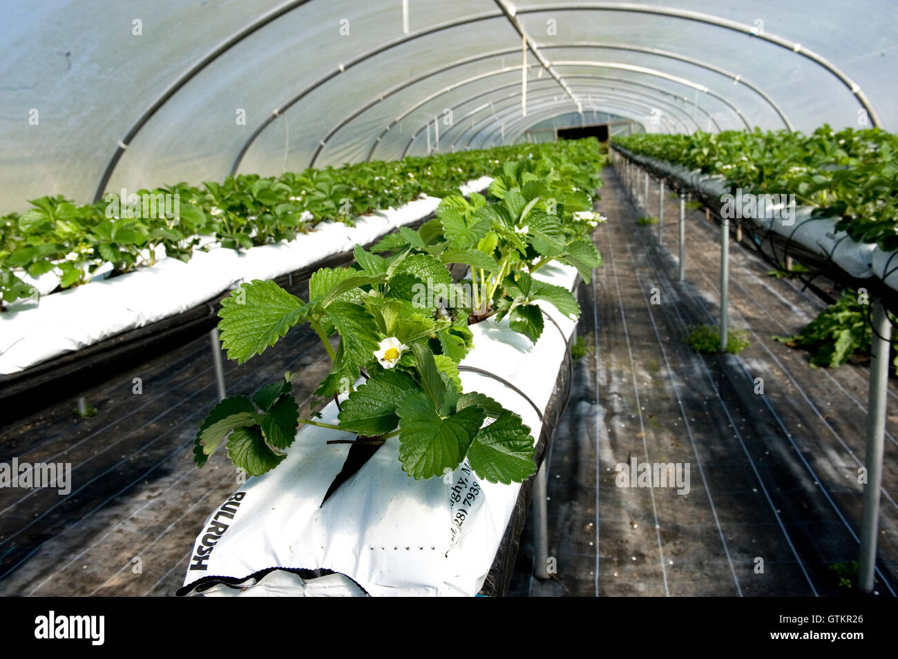 raised strawberry plants in poly tunnel Stock Photo - Alamy