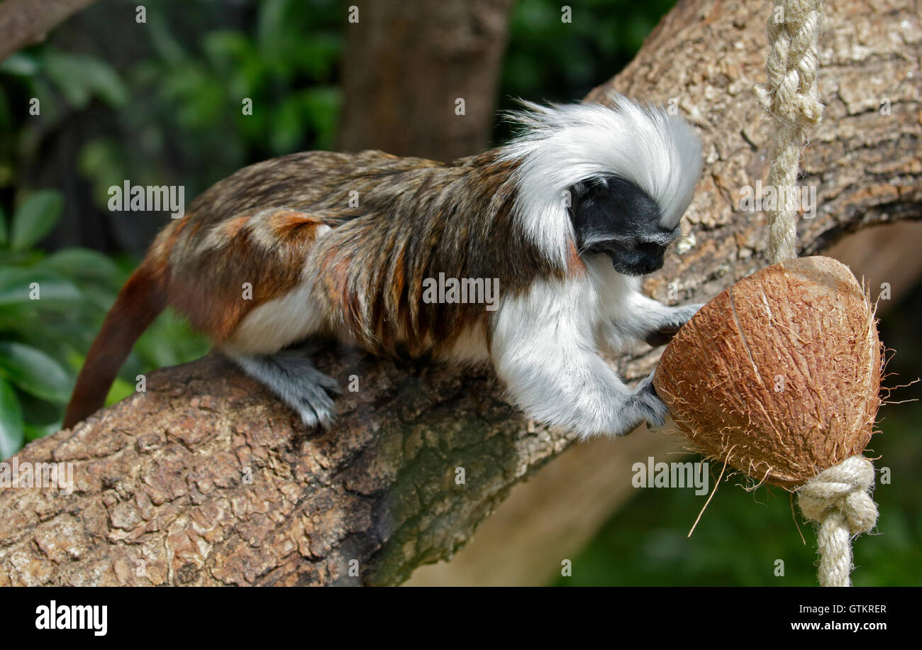 Coconut monkeys hi-res stock photography and images - Alamy