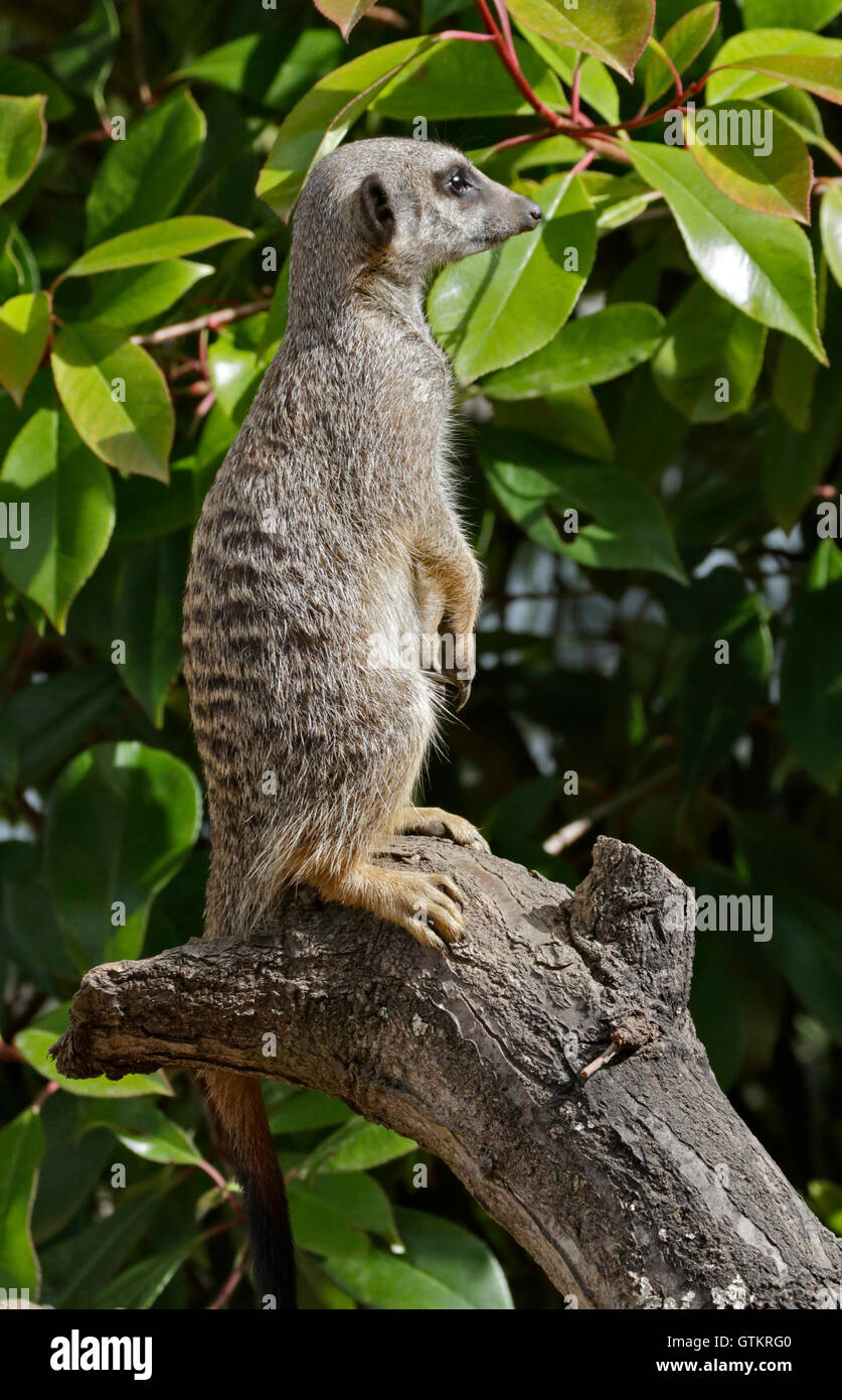 Slender tail meerkat hi-res stock photography and images - Alamy
