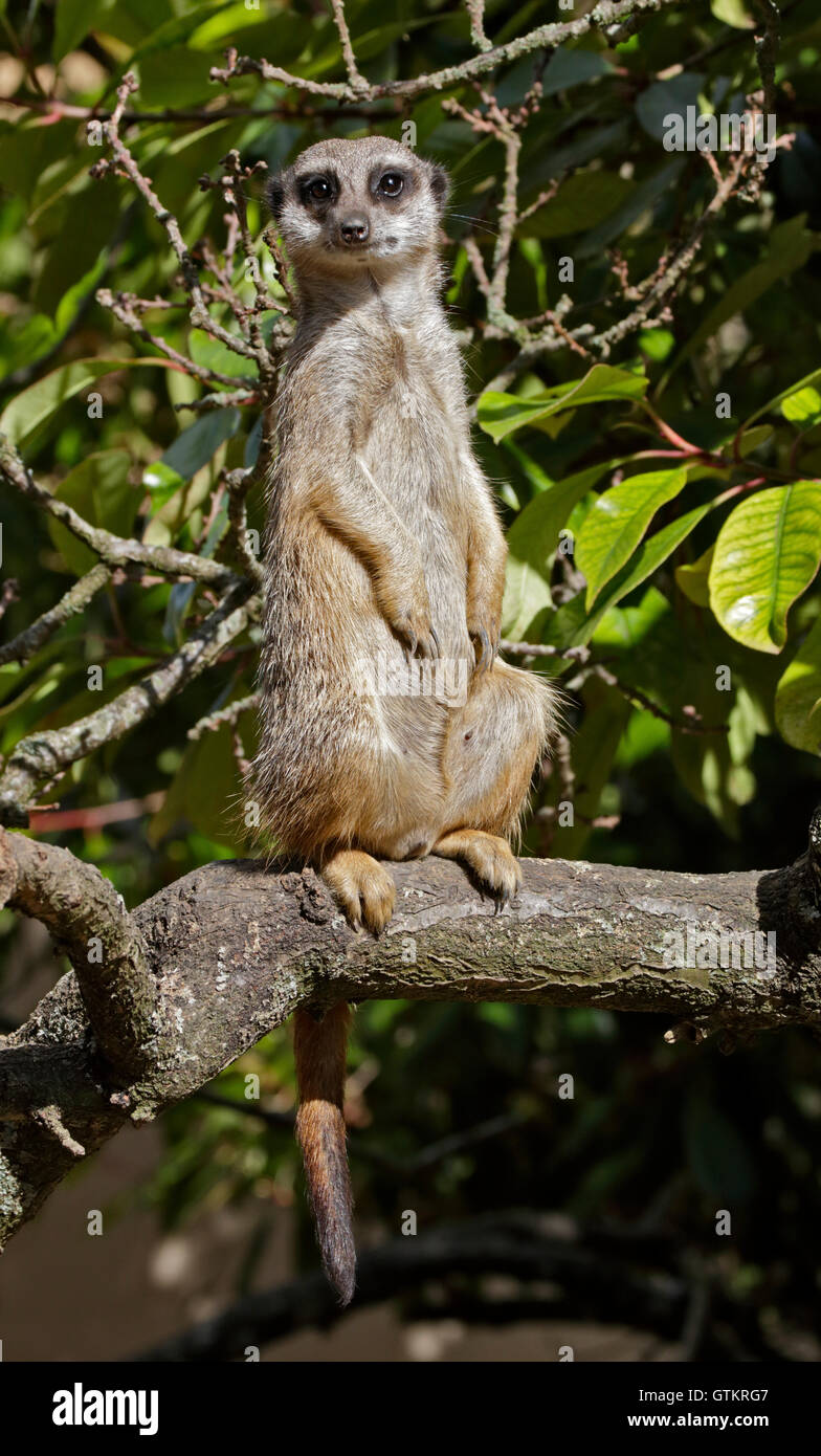 Slender Tailed Meerkat (suricata suricatta Stock Photo - Alamy