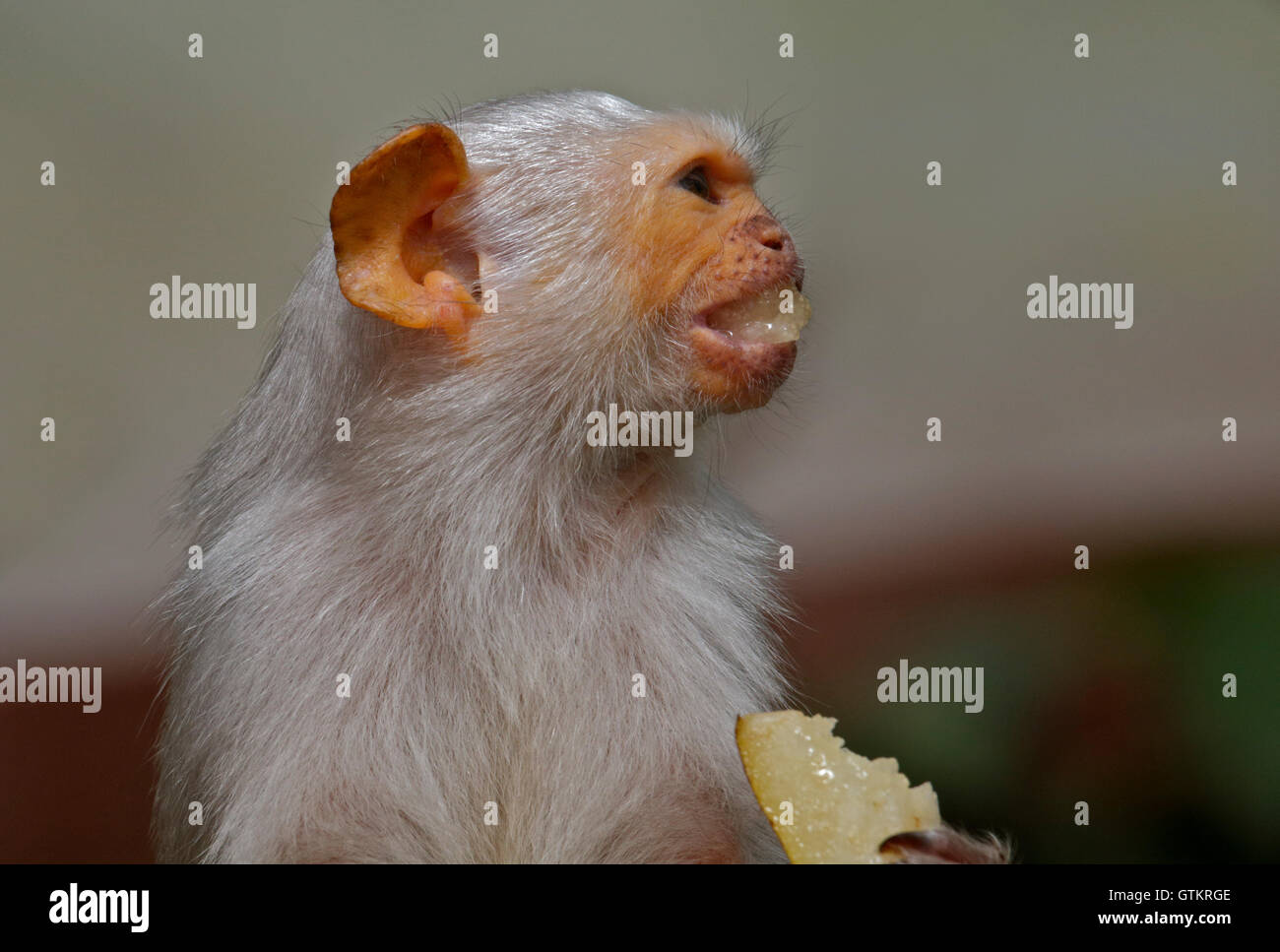 Marmoset feeding hi-res stock photography and images - Alamy