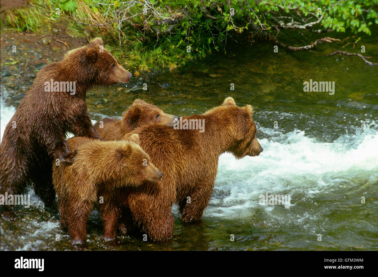 Grizzly bear and two year old cubs, McNeil River State Game Sanctuary ...