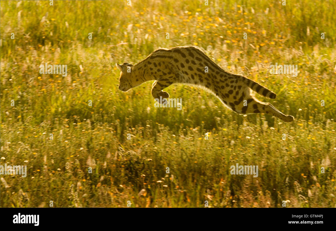 Pouncing Cat High Resolution Stock Photography and Images - Alamy